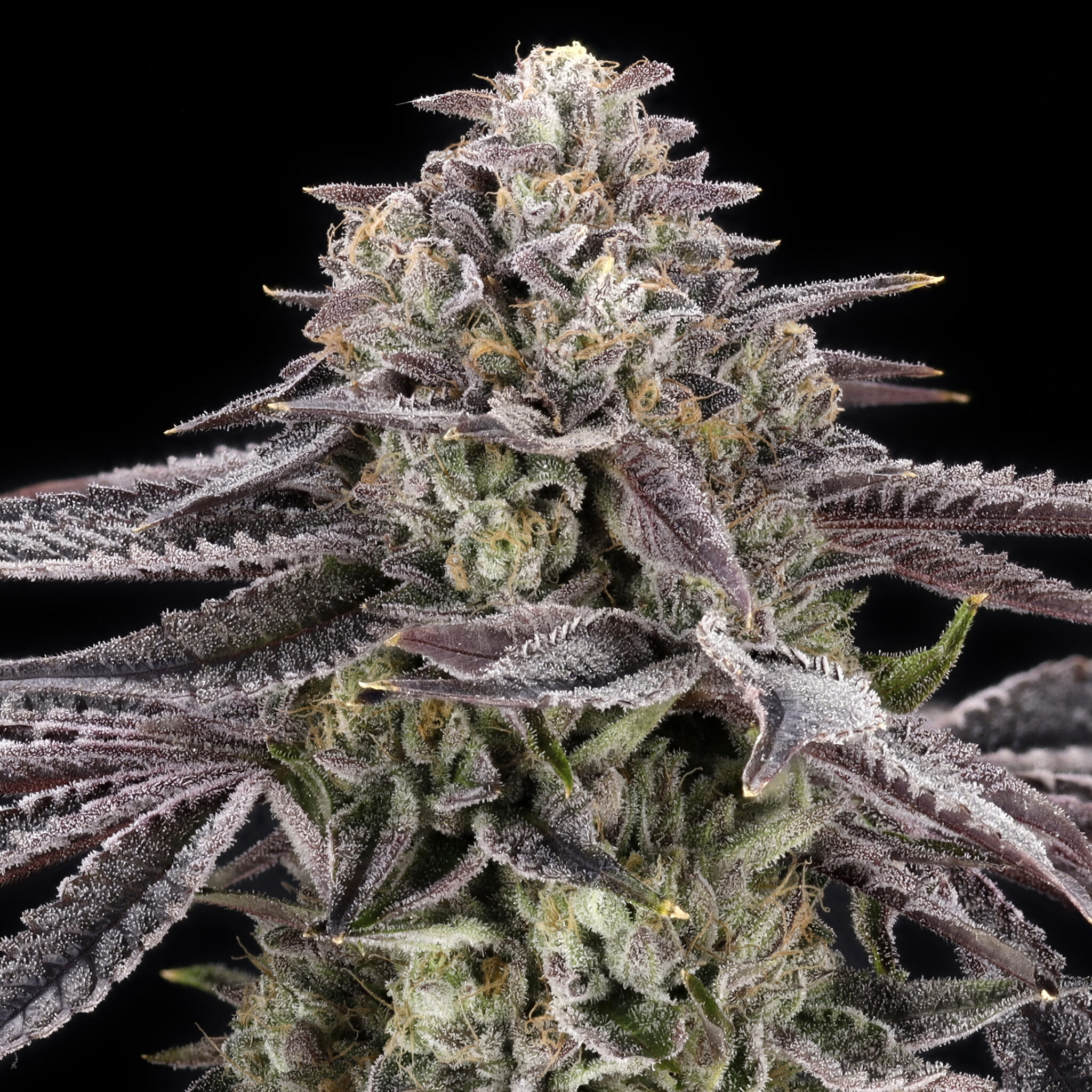Monaco (Azulcar #22 × Lemon Cherry) - Exclusive Blue-Candy - 3 ...